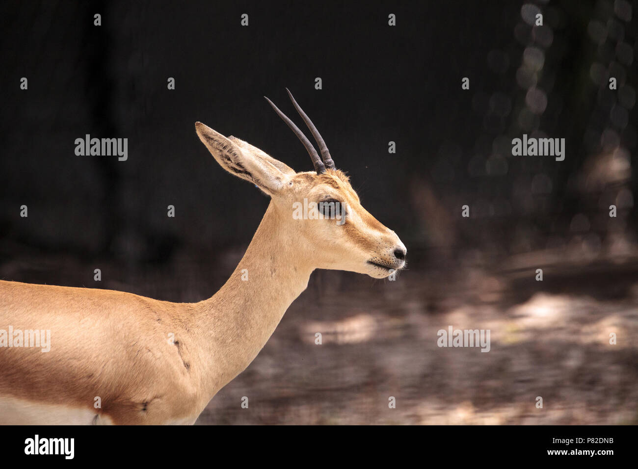 Slender-horned gazelle also called Gazella leptoceros live in sandy ...