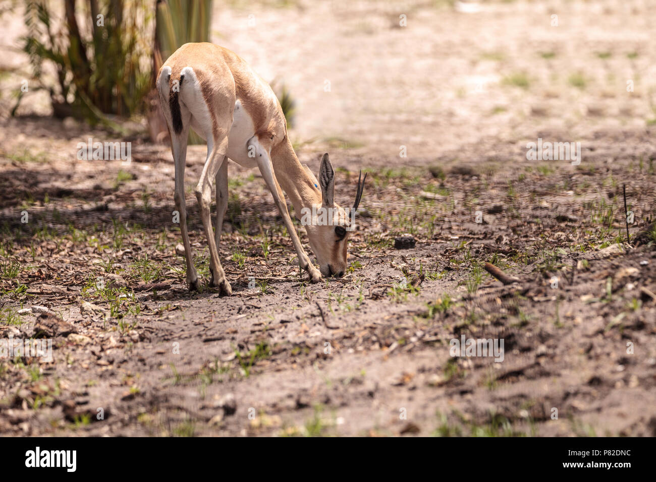 Slender-horned gazelle also called Gazella leptoceros live in sandy ...