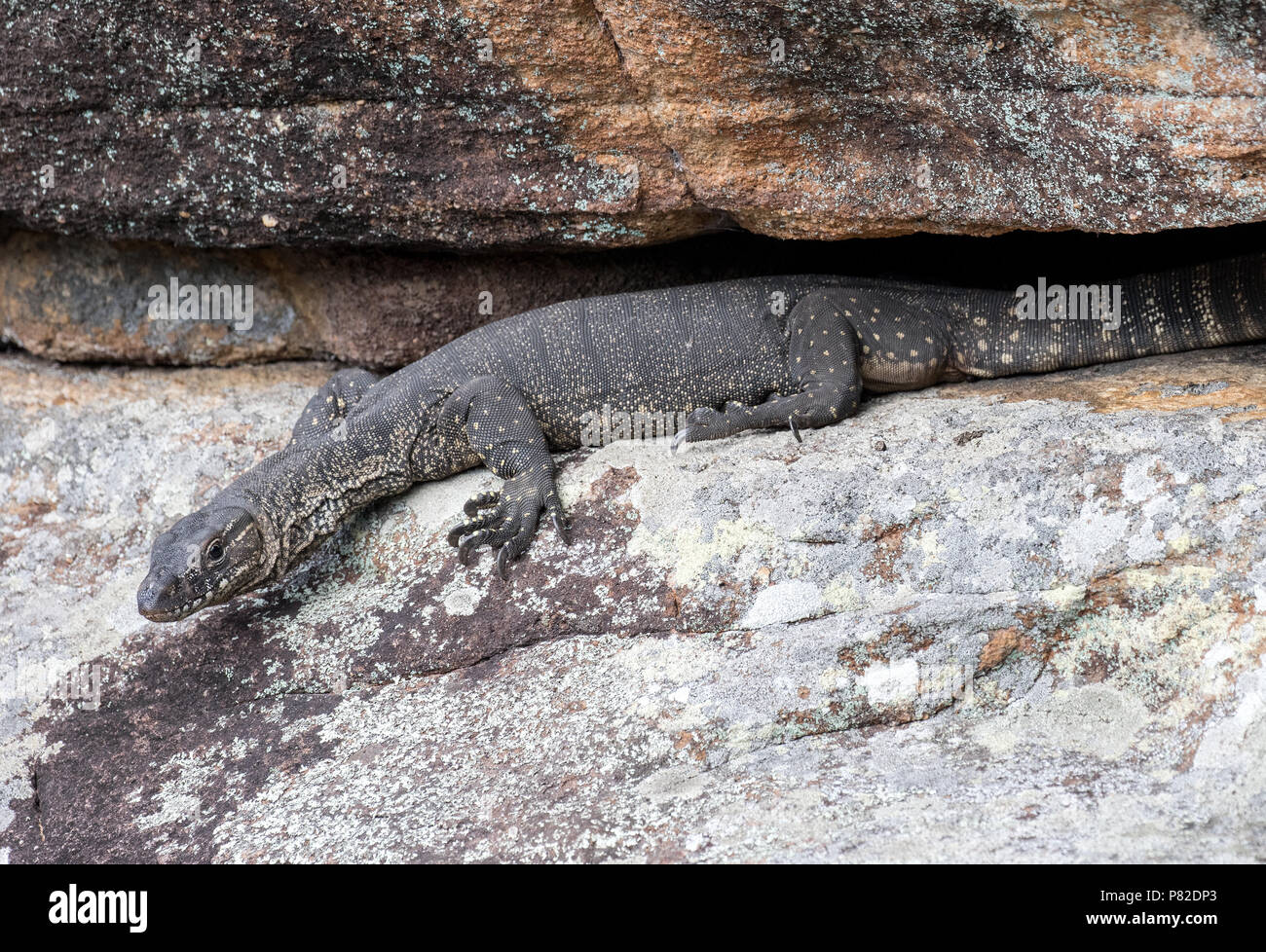 Rosenbergs monitor hi-res stock photography and images - Alamy