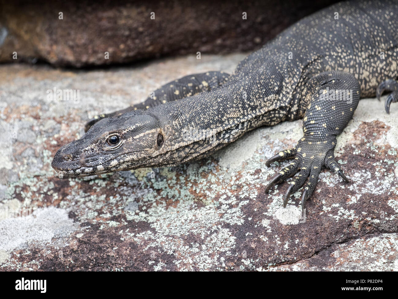 Heath monitor hi-res stock photography and images - Alamy