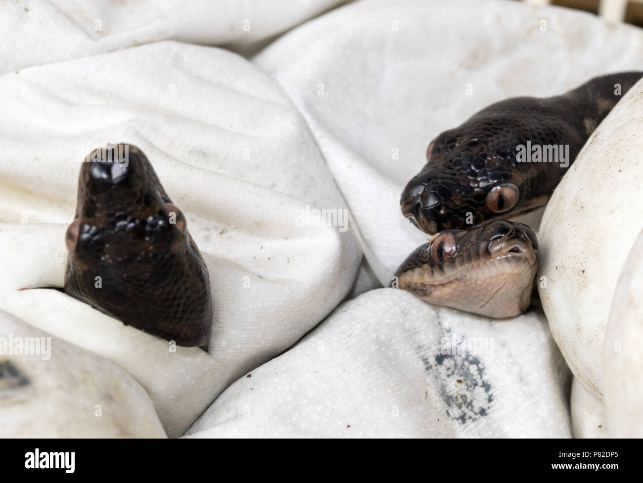 Diamond python hatching hi-res stock photography and images - Alamy