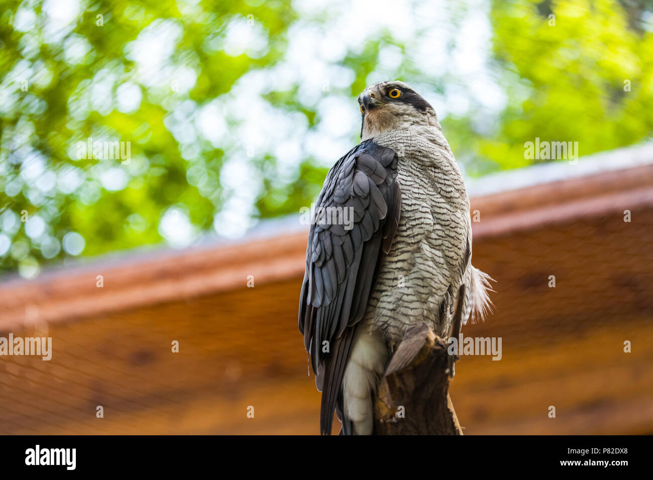 A close-up of a brown northern goshawk with a yellow beak Stock Photo ...