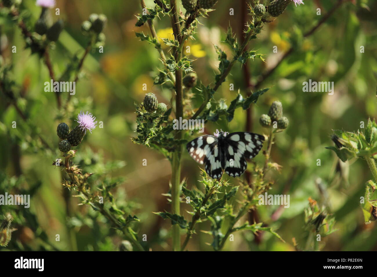 Wildlife & Nature - Macro close-up of single Marbled white (Melanargia ...