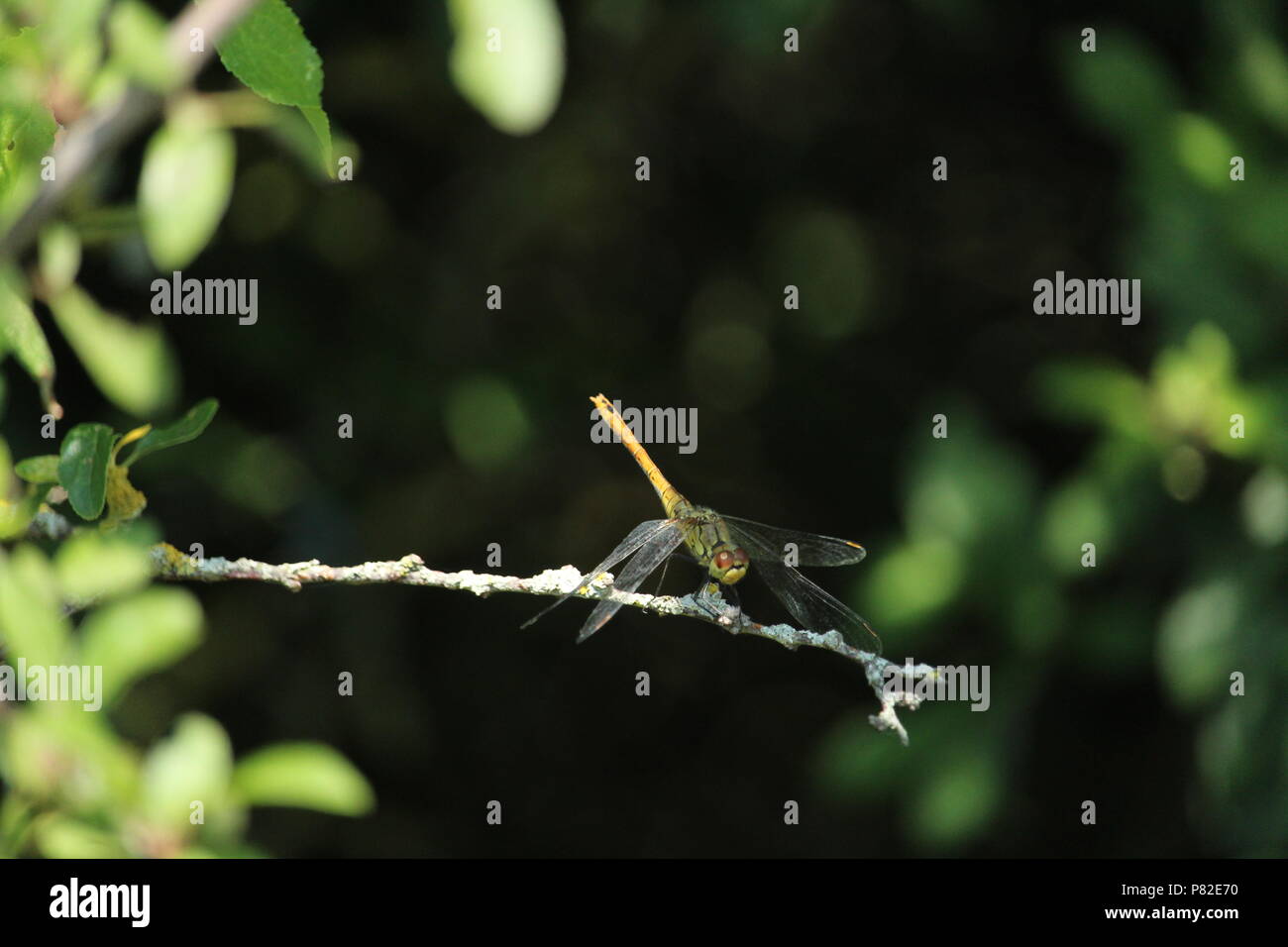 British Dragonfly sub order (Anisoptera Stock Photo - Alamy