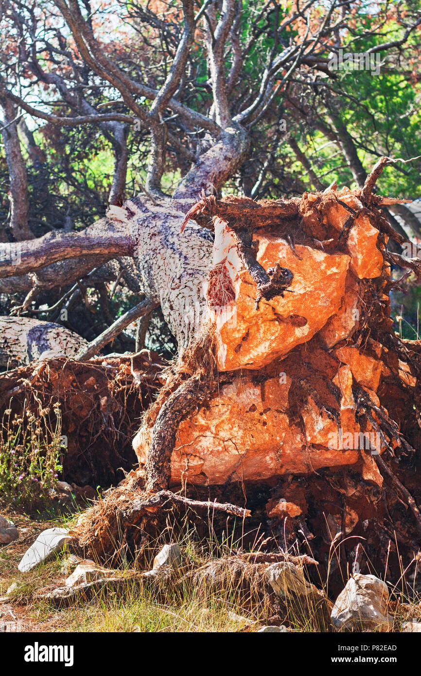Felled tree on rocky soil with roots looks like an animal Stock Photo ...