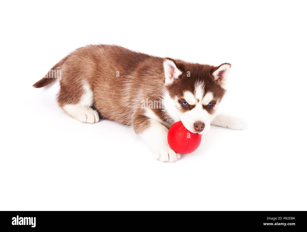 Siberian husky playing with a ball, in the studio on a white background ...