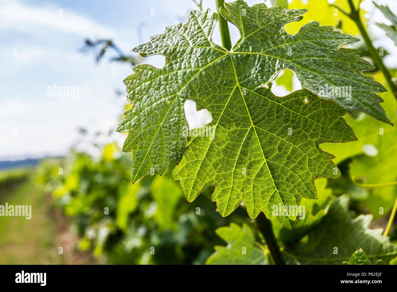Green Leaf of grapes with a heart - a sign of love Stock Photo - Alamy