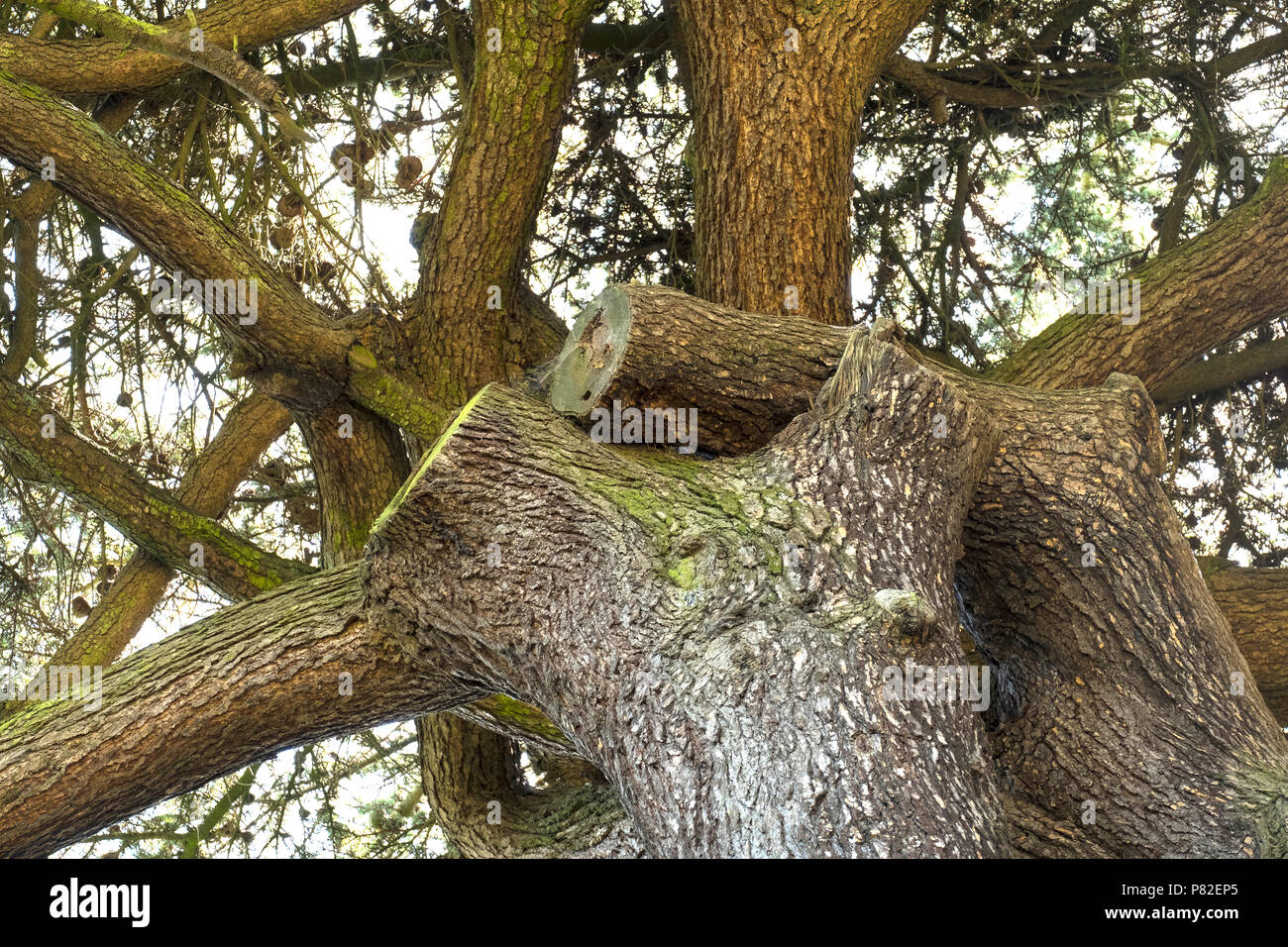 Branches sawn off on a large tree Stock Photo - Alamy