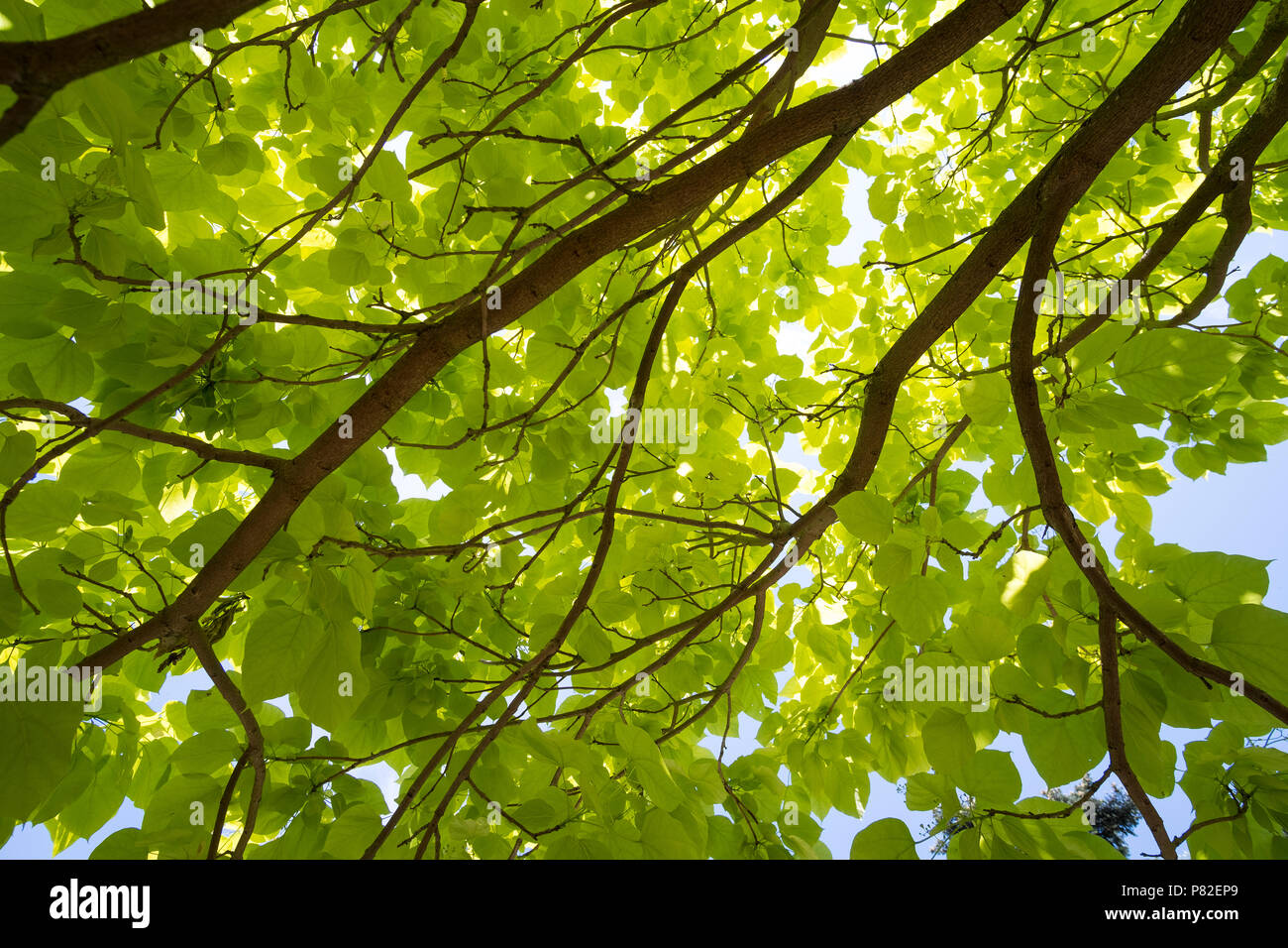 Looking upwards at a backlit tree canopy Stock Photo - Alamy