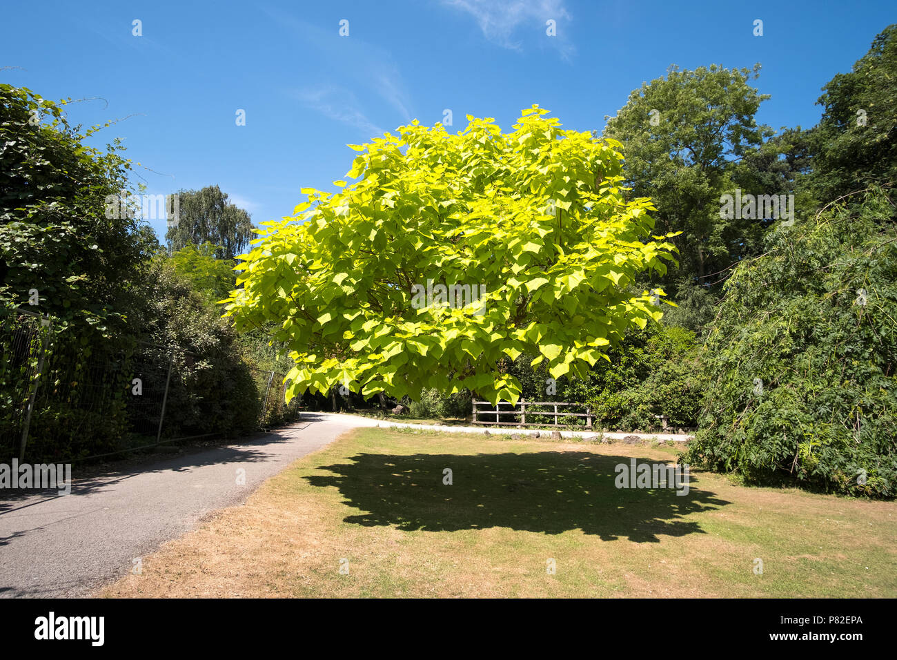 Midday sun shining on a hovering yellow leafed tree Stock Photo - Alamy