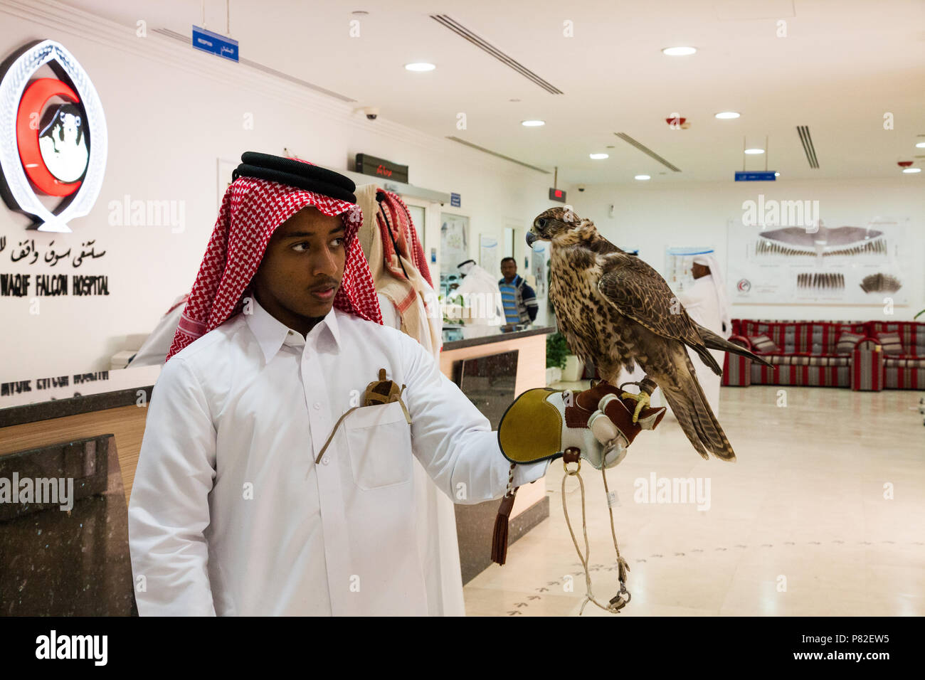 Young man showing his falcon in Falcon Hospital, Doha, Katar Stock ...