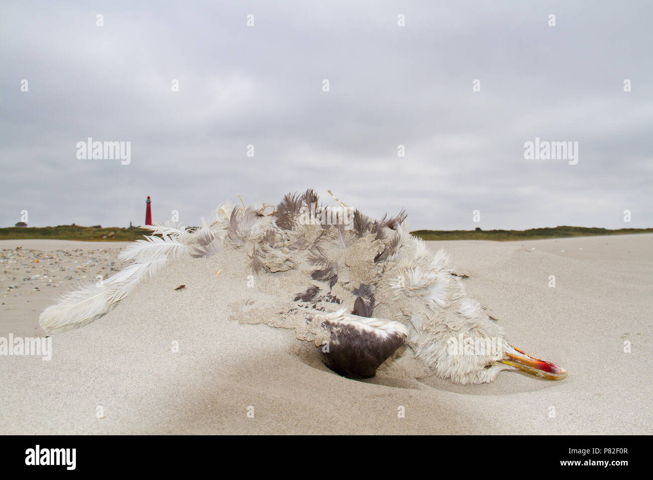 Dead seagull on the beach, in the background dunes and a red lighthouse ...