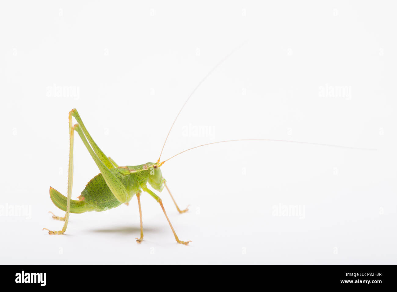 A female speckled bush cricket, Leptophyes punctatissima, photographed ...