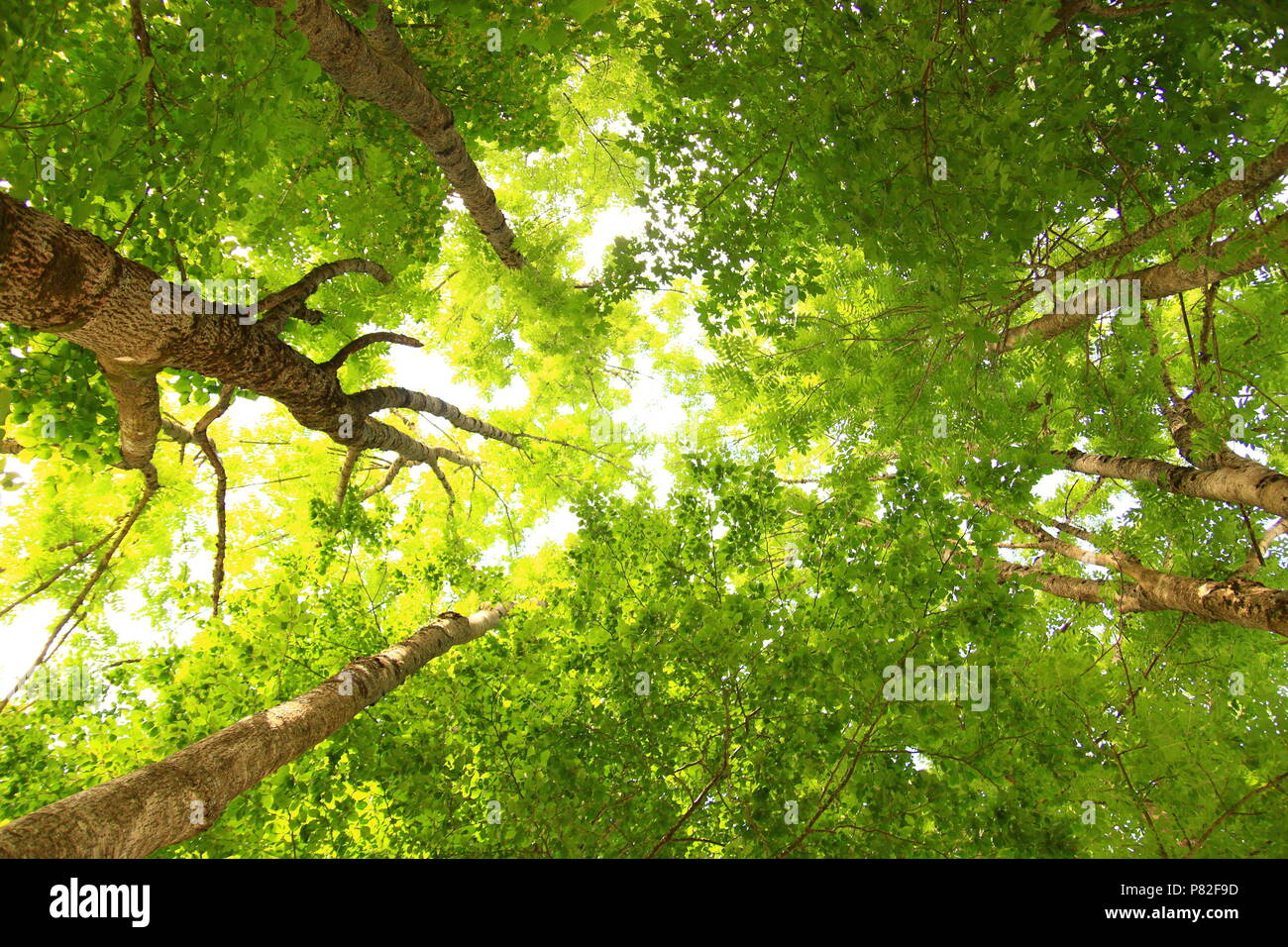 Ground view tree tops hi-res stock photography and images - Alamy
