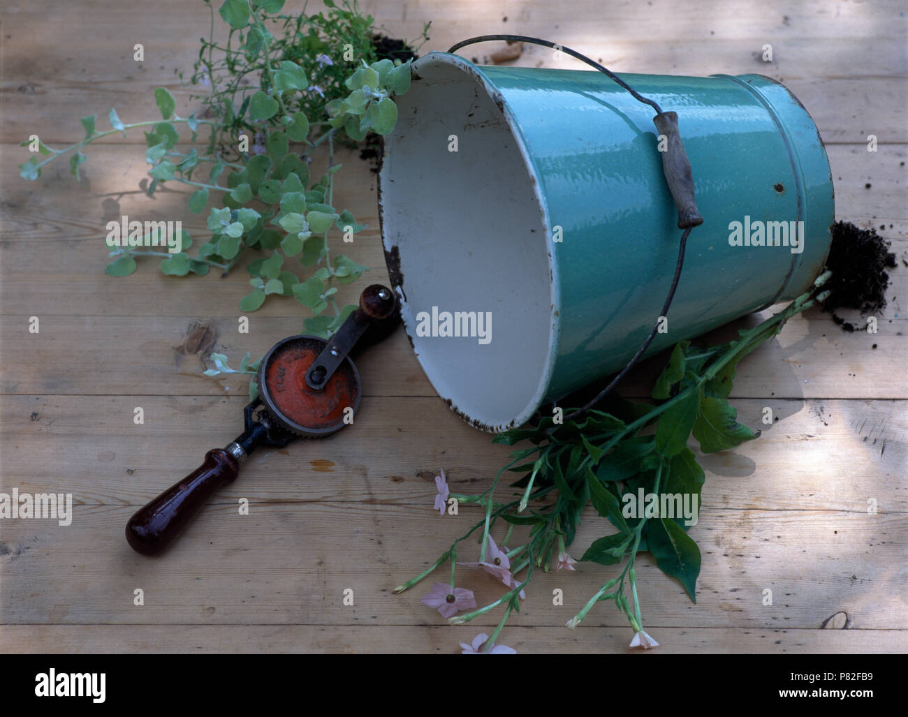 Close-up of an old enamel bucket before being planted up as an unusual ...