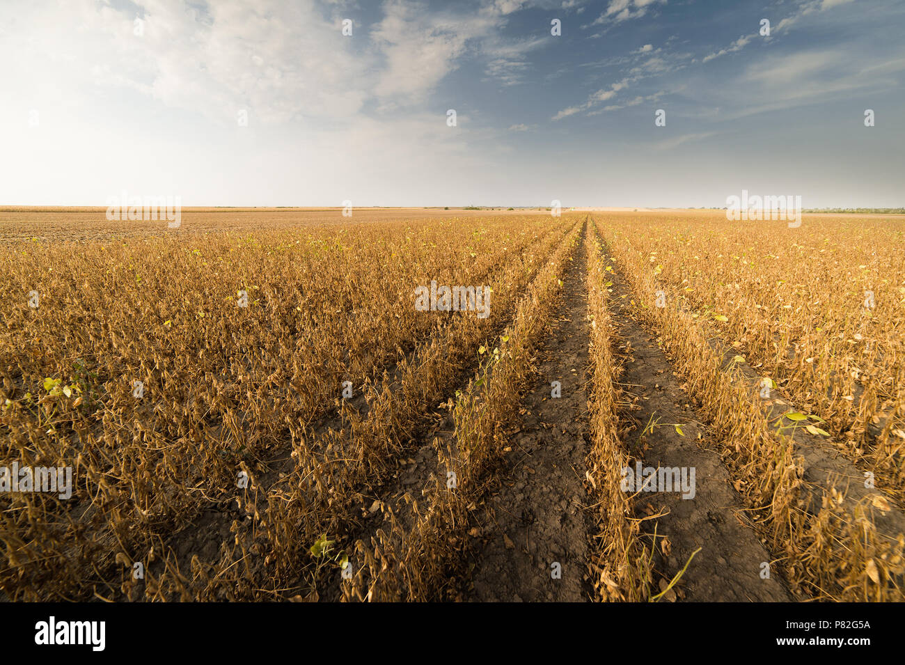 Agricultural soy plantation on sunny day - Green growing soybeans plant ...