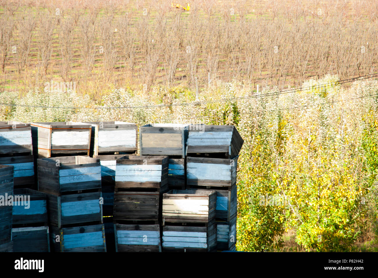 Apple Harvest Boxes Stock Photo - Alamy