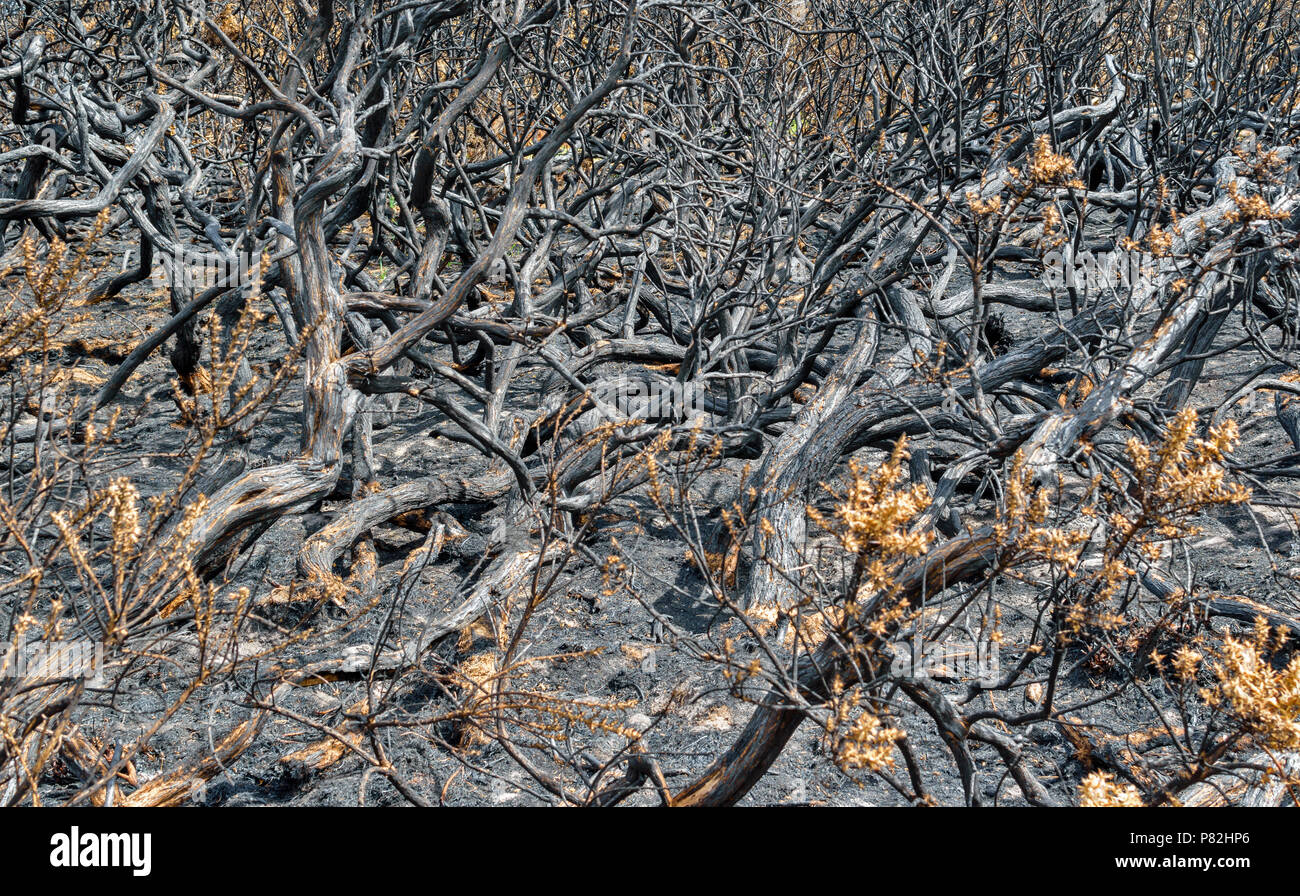 Coastal wildfires hi-res stock photography and images - Alamy