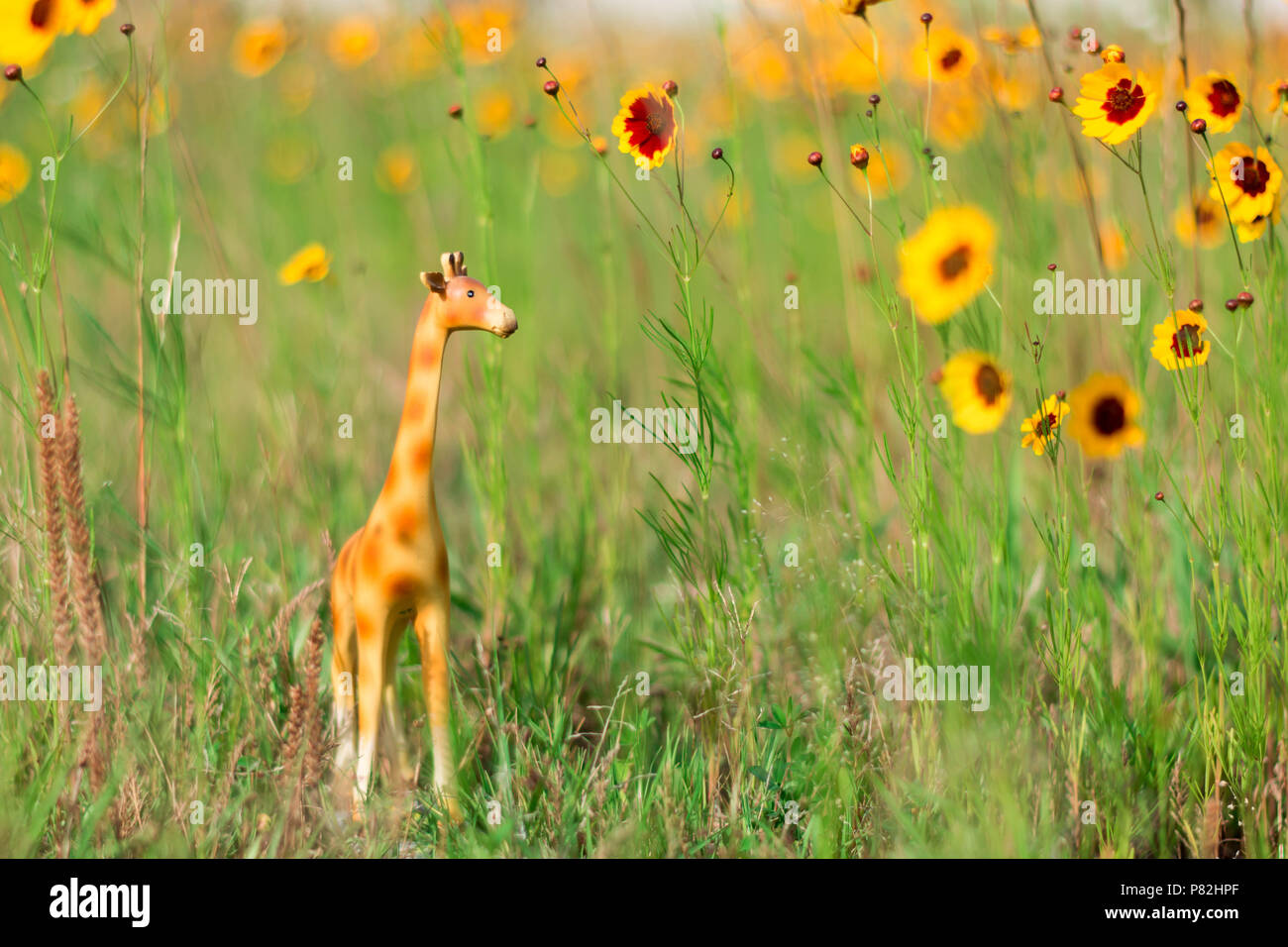Miniature giraffe figurine in grass and yellow flowers like a mini ...