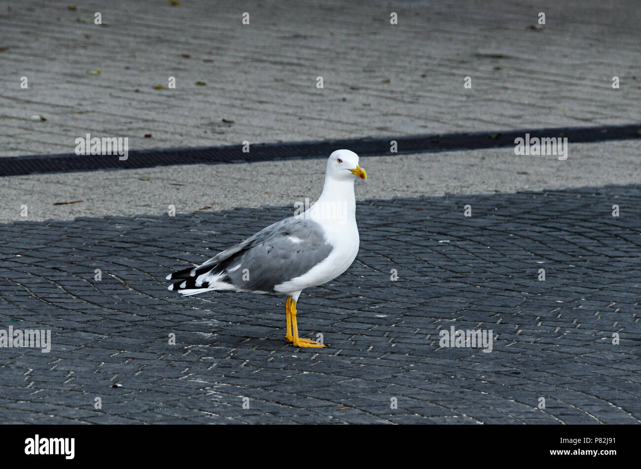 Seagull portrait standing, orange beak, close up Stock Photo - Alamy
