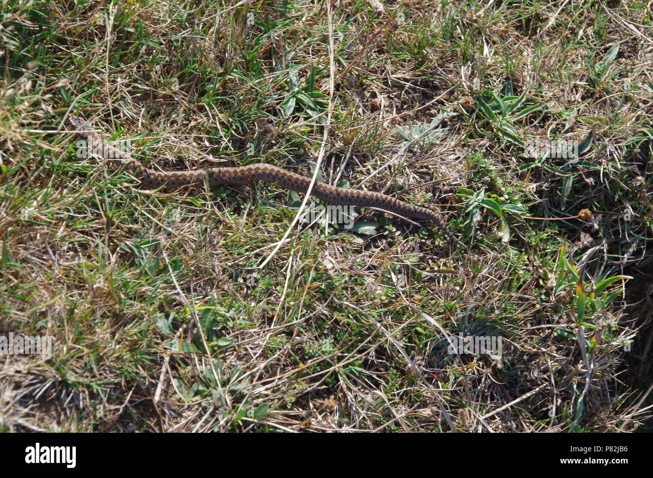 Adder hiking trail hi-res stock photography and images - Alamy
