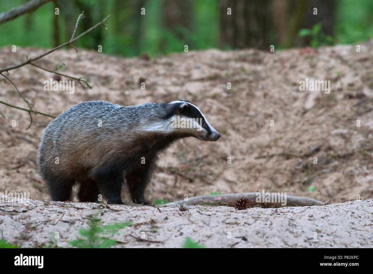 Badger burcht hi-res stock photography and images - Alamy
