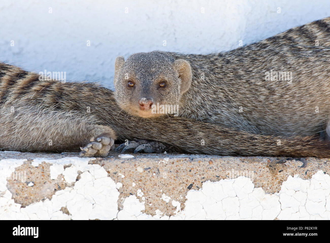 Zebramangoeste rustend in schaduw Namibie, Banded Mongoose resting in ...
