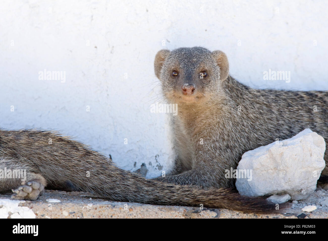 Zebramangoeste rustend in schaduw Namibie, Banded Mongoose resting in ...