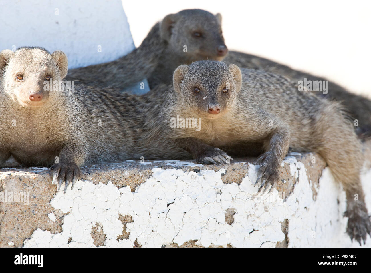 Zebramangoeste rustend in schaduw Namibie, Banded Mongoose resting in ...