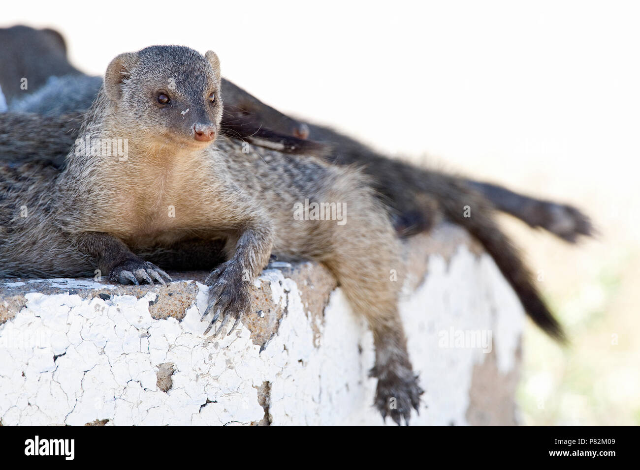 Mangoeste hi-res stock photography and images - Alamy