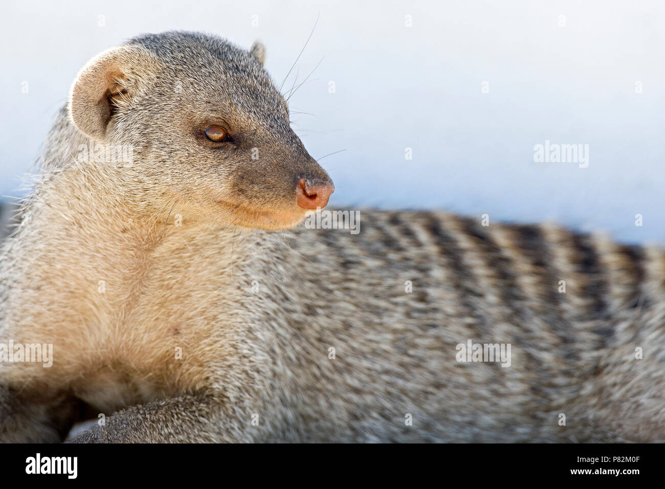 Zebramangoeste rustend in schaduw Namibie, Banded Mongoose resting in ...