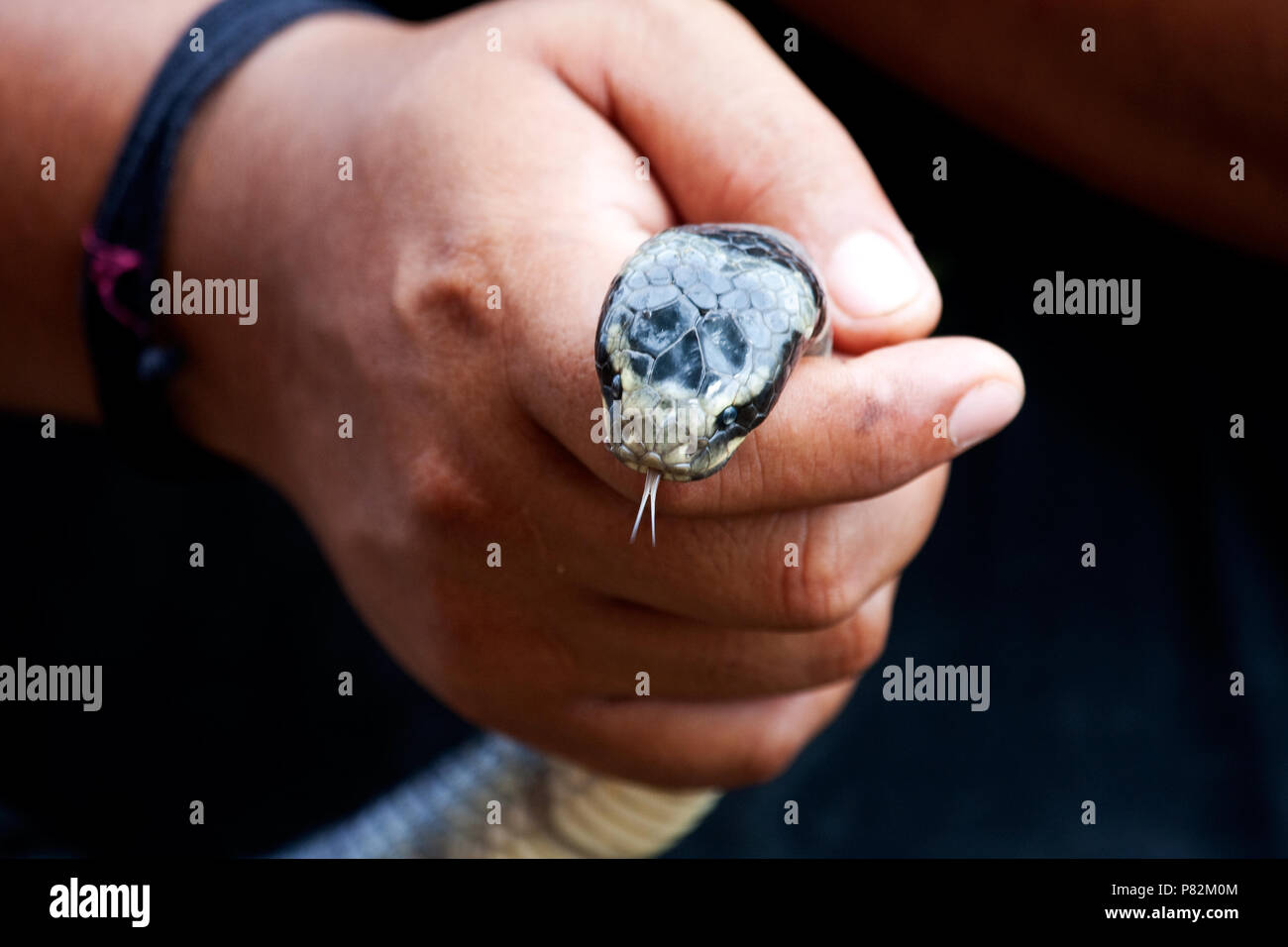 Krait hi-res stock photography and images - Alamy