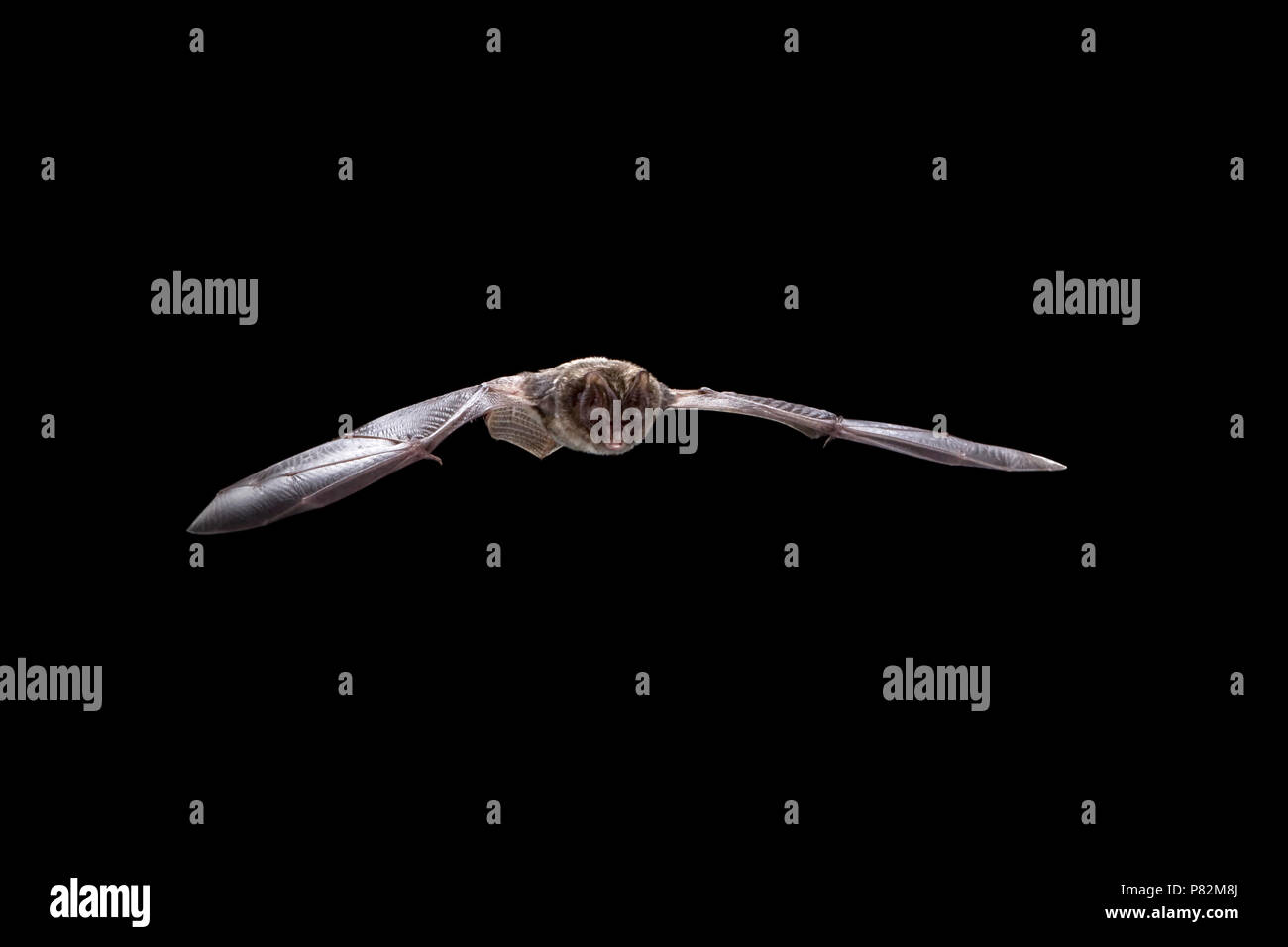 Dwarsoorvleermuis hi-res stock photography and images - Alamy