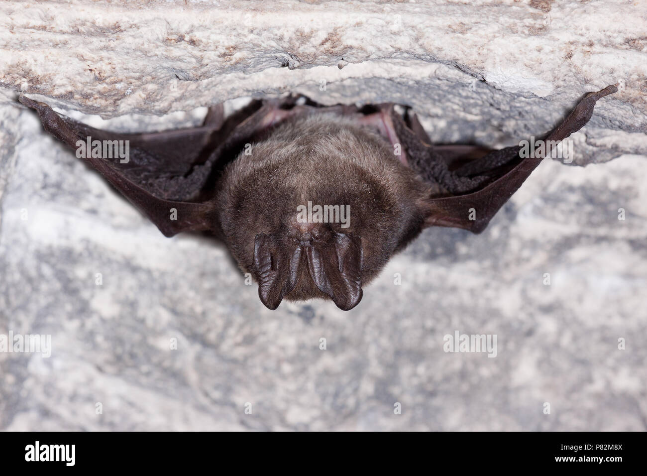Mopsvleermuis hangend aan een muur; Barbastelle stuck to a wall Stock ...
