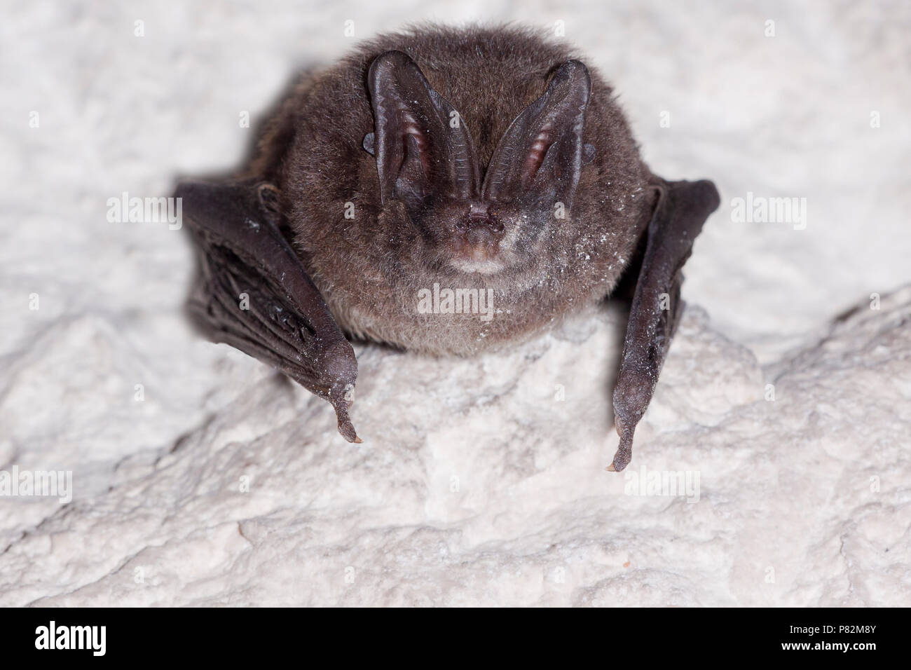 Mopsvleermuis hangend aan een muur; Barbastelle stuck to a wall Stock ...