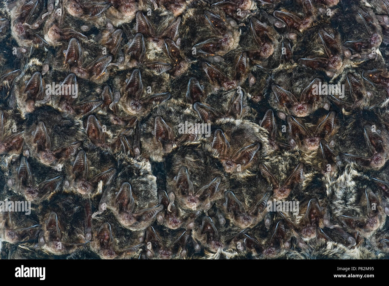 Mopsvleermuis hi-res stock photography and images - Alamy