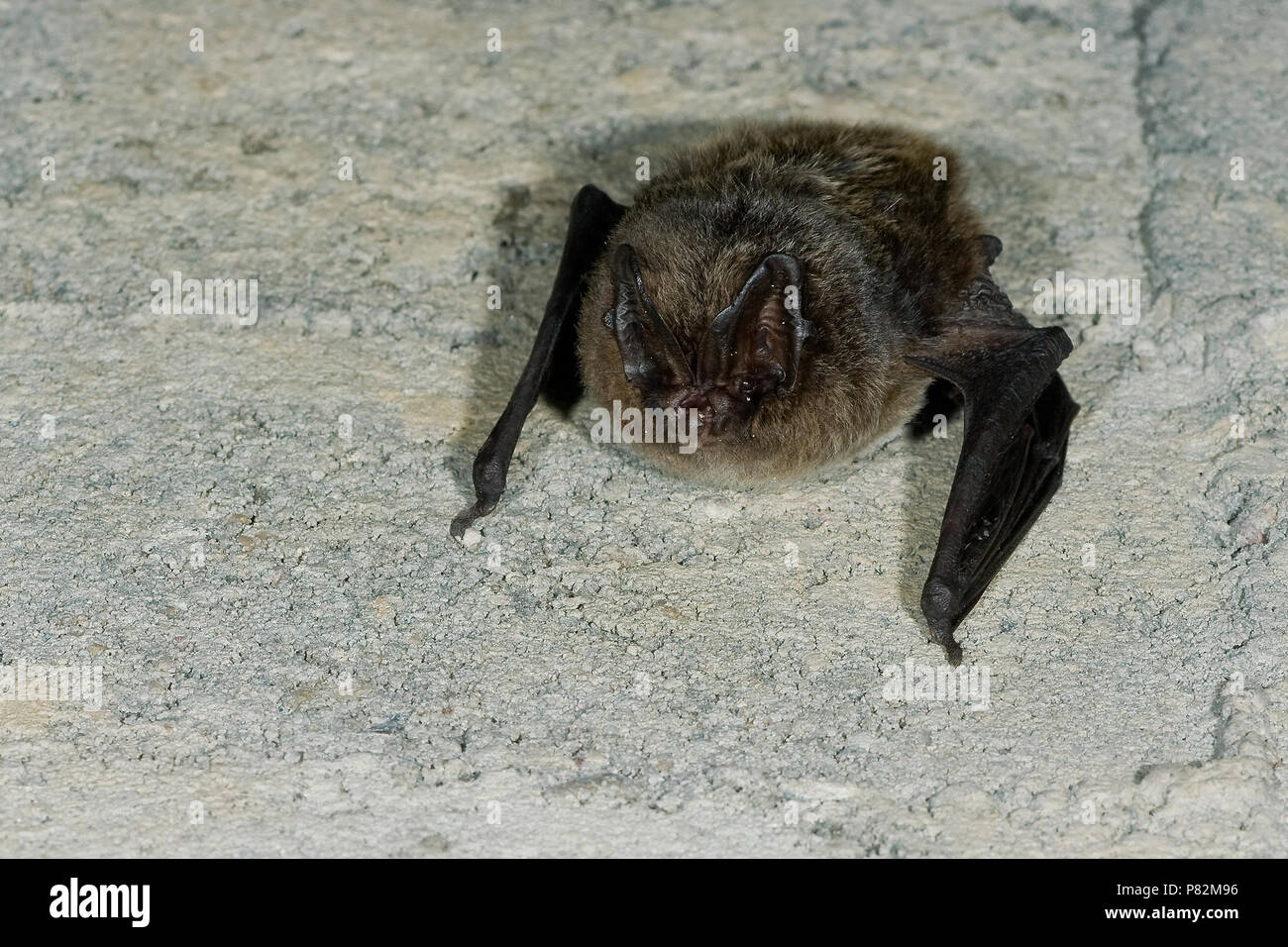 Mopsvleermuis hangend aan een muur; Barbastelle stuck to a wall Stock ...