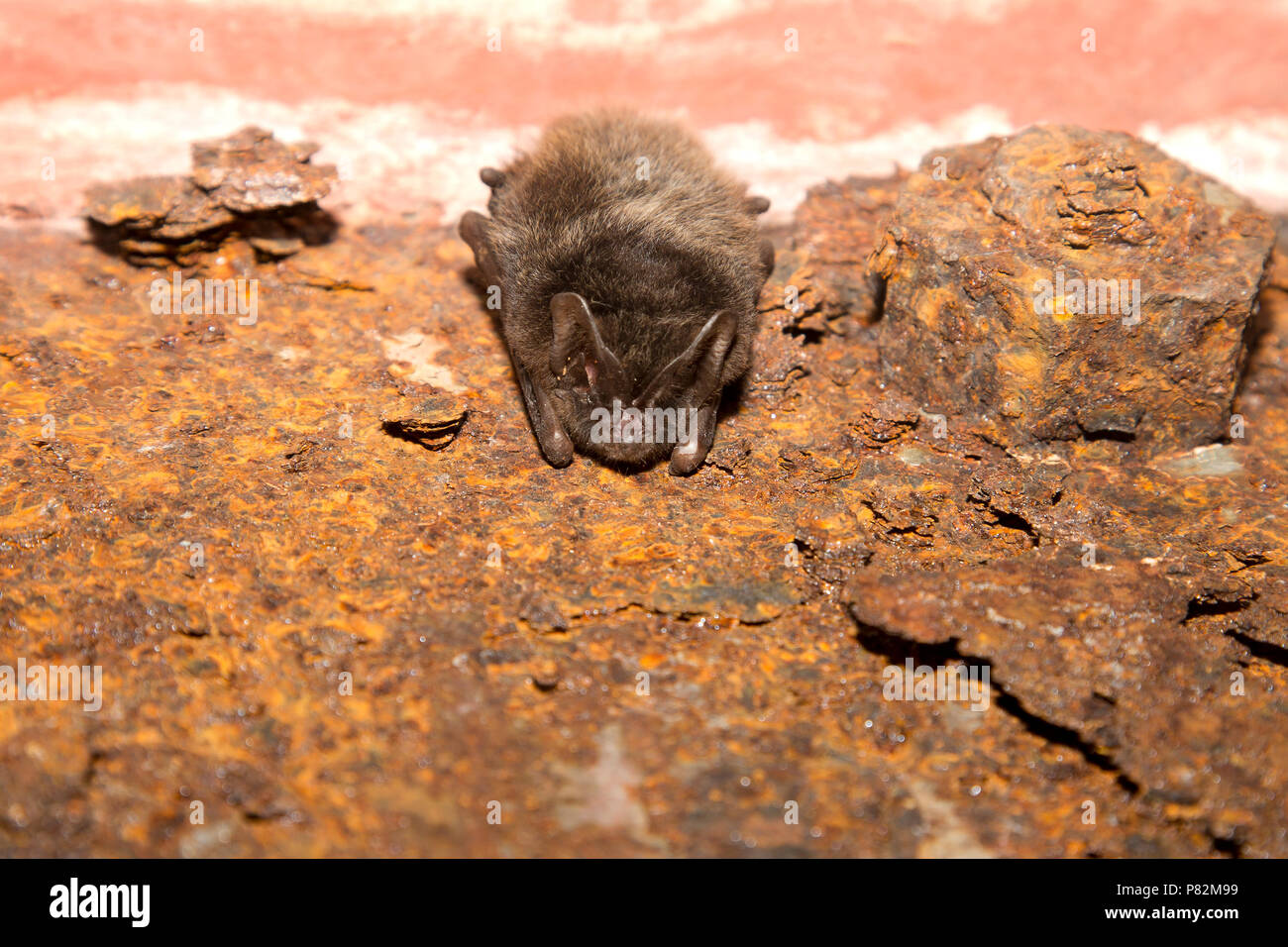 Mopsvleermuis in winterslaap, Barbastelle in hibernation Stock Photo ...