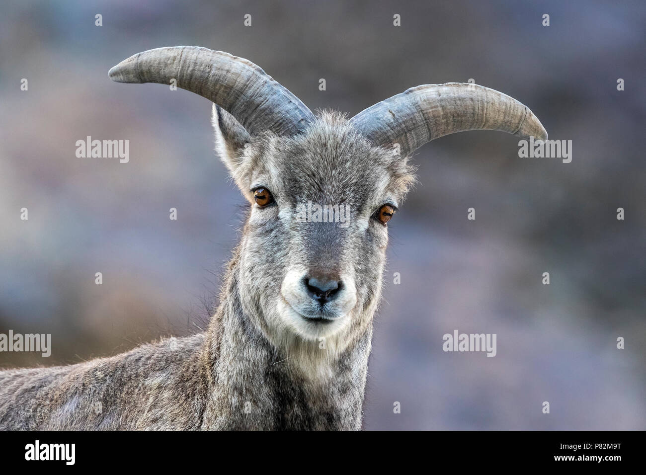 Hemis national park ladakh hi-res stock photography and images - Alamy