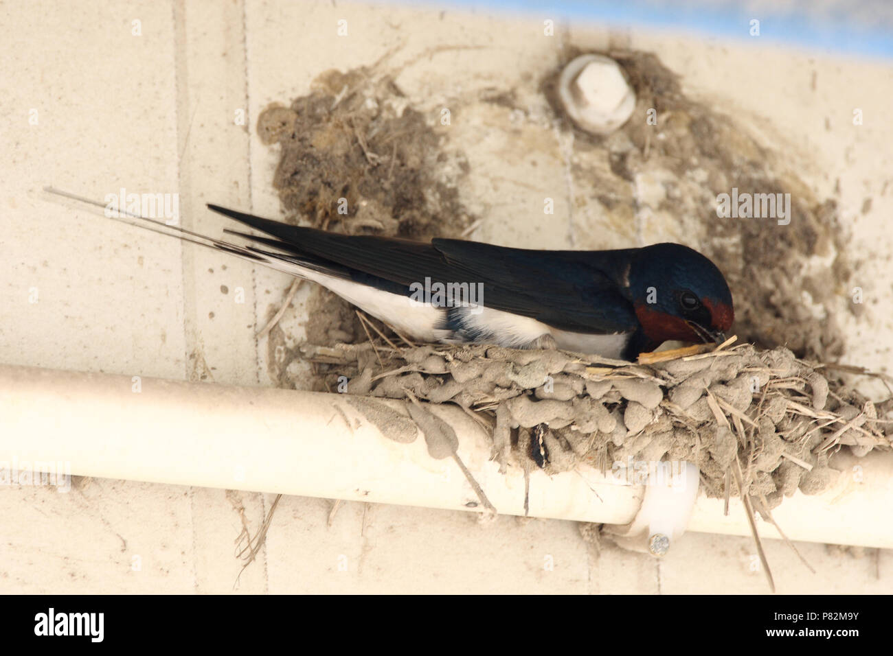 Boerenzwaluw op nest; Barn Swallow at nest Stock Photo - Alamy