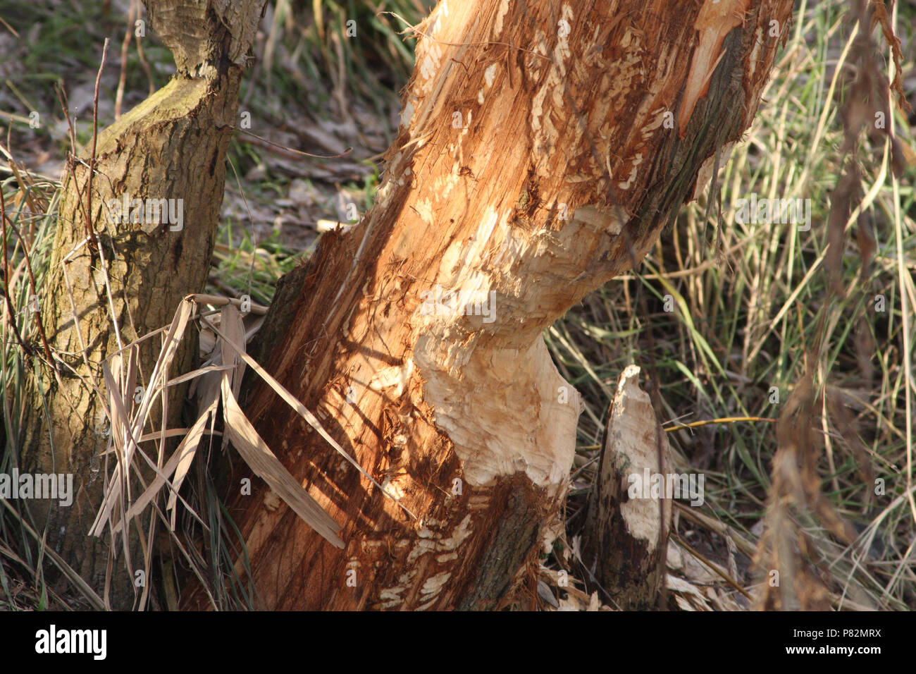 Beaver tracks hi-res stock photography and images - Alamy