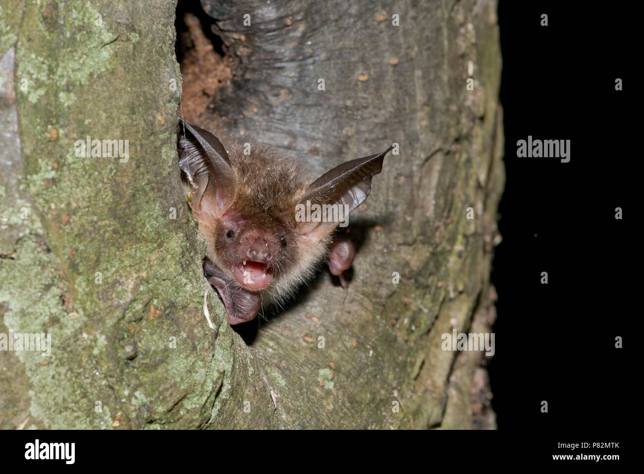 Bechsteins Bat Myotis Bechsteinii High Resolution Stock Photography and ...
