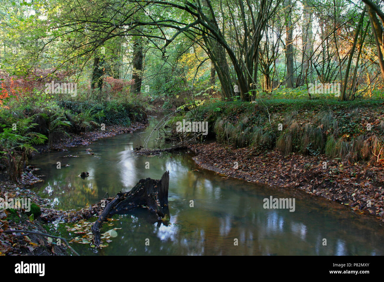 Beek door bod; Stream through forest Stock Photo - Alamy