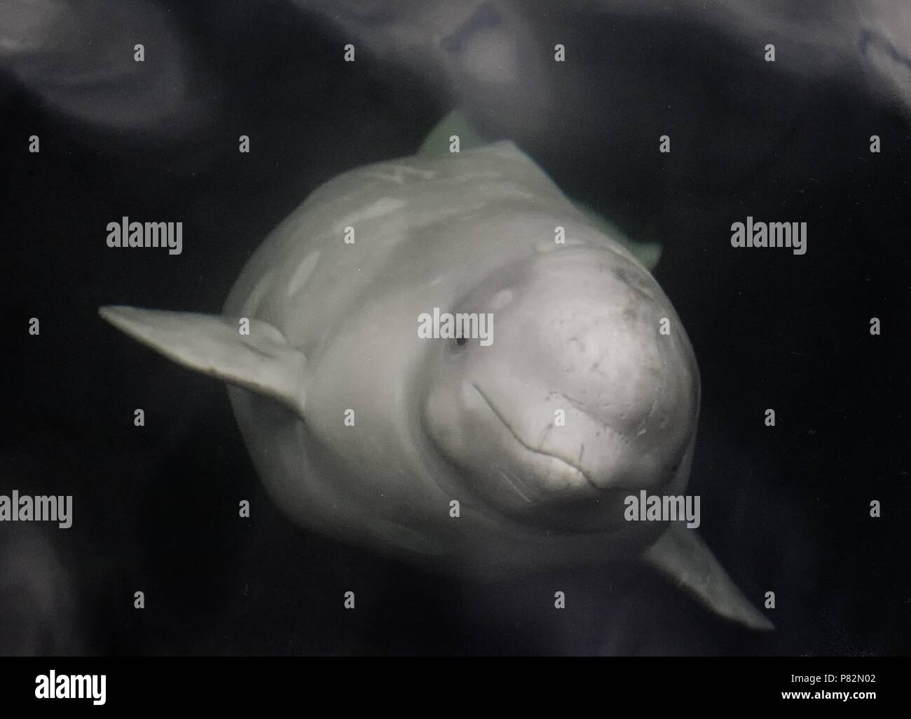 Beloega hi-res stock photography and images - Alamy