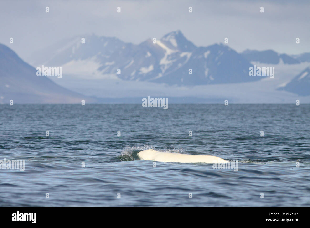 Huso huso hi-res stock photography and images - Alamy