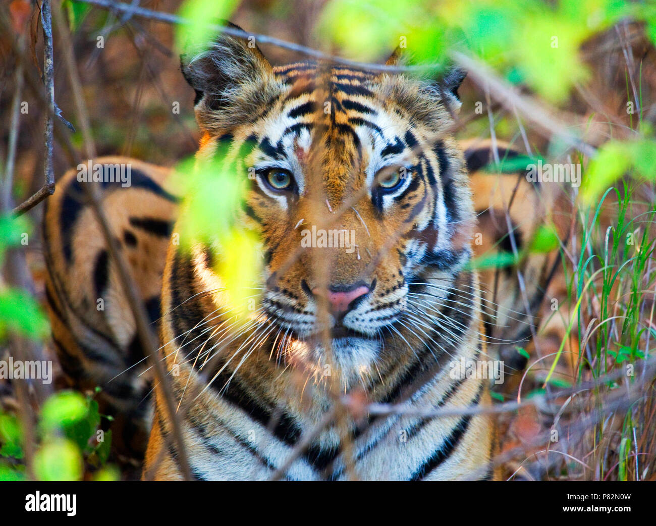 Female bengal tiger hi-res stock photography and images - Alamy