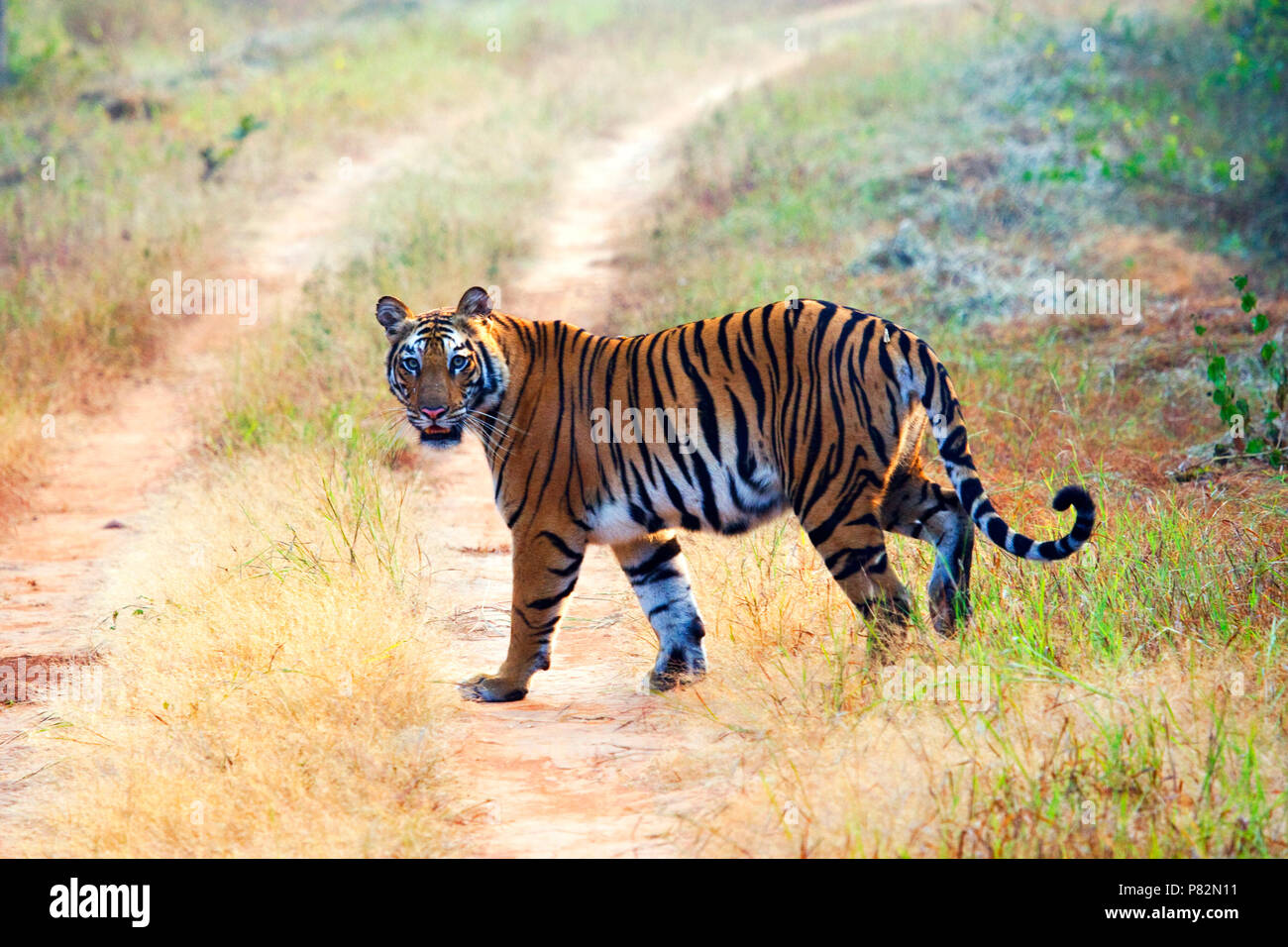 Female Bengal Tiger in Bandhavgarh, India Stock Photo - Alamy