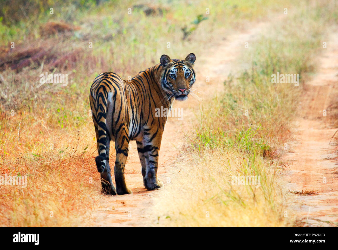 Bengaalse tijger hi-res stock photography and images - Alamy