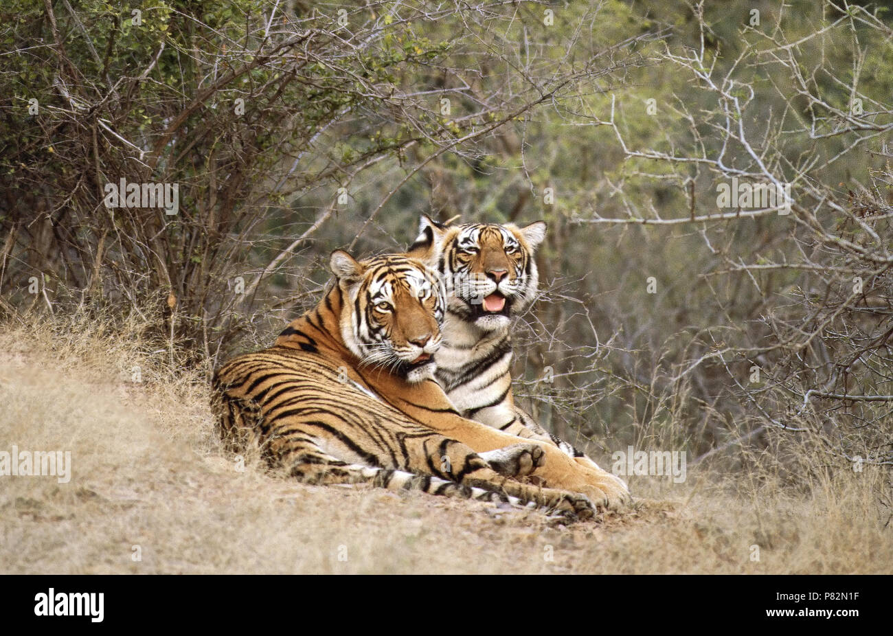 Bengaalse tijger hi-res stock photography and images - Alamy
