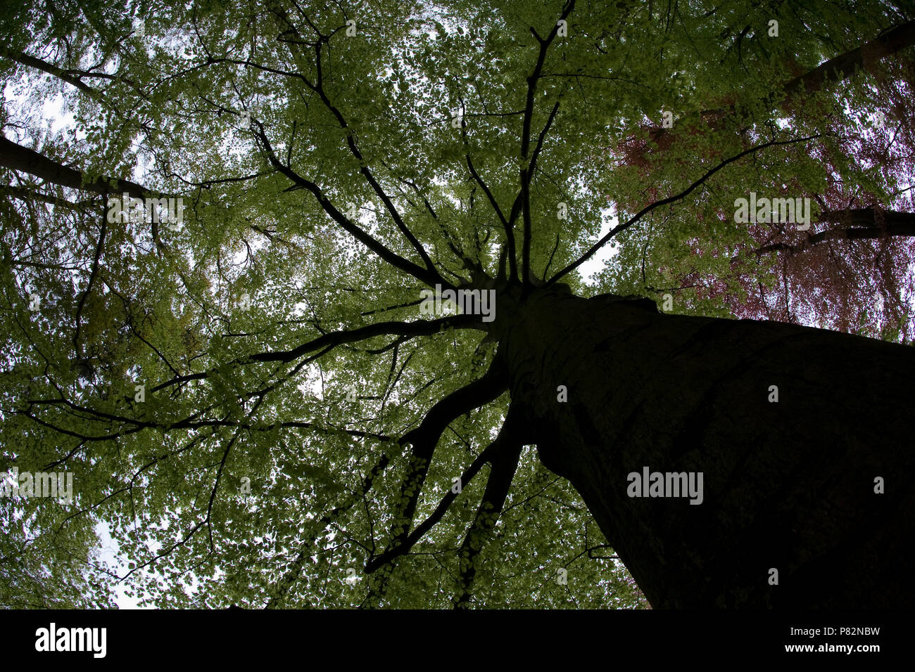 Beuken hi-res stock photography and images - Alamy